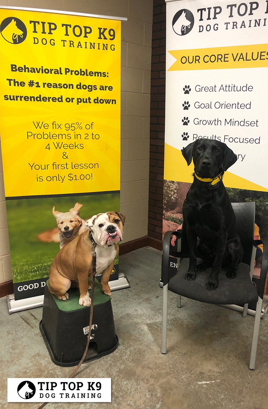 Fort Worth Dog Training Bring Your Dogs To Texas