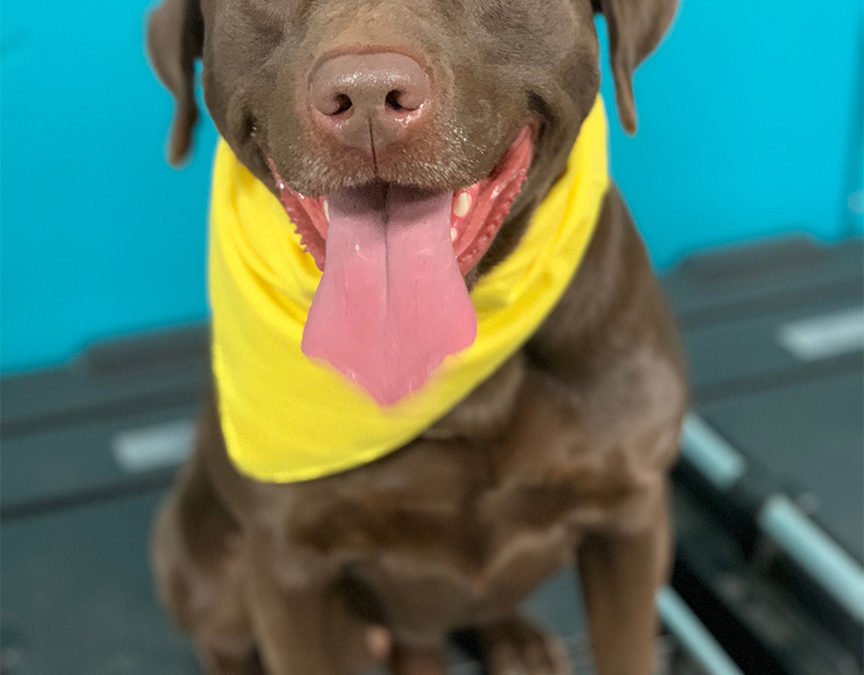 Plano Dog Training At What Point Should You Call A Dog Trainer Plano Dog Training At What Point Should You Call A Dog Trainer