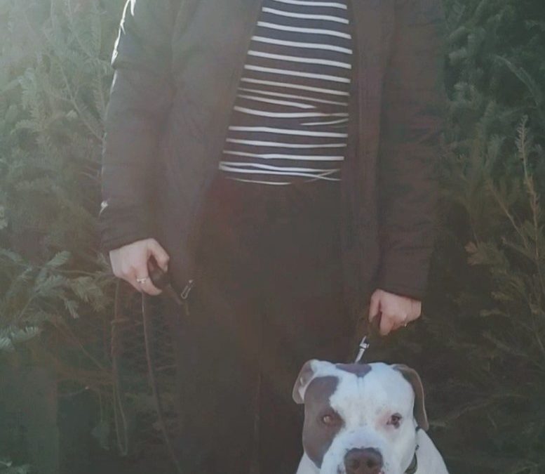 Plano Dog Training Is Your Dog Be Getting Wild And Restless Plano Dog Training Is Your Dog Be Getting Wild And Restless