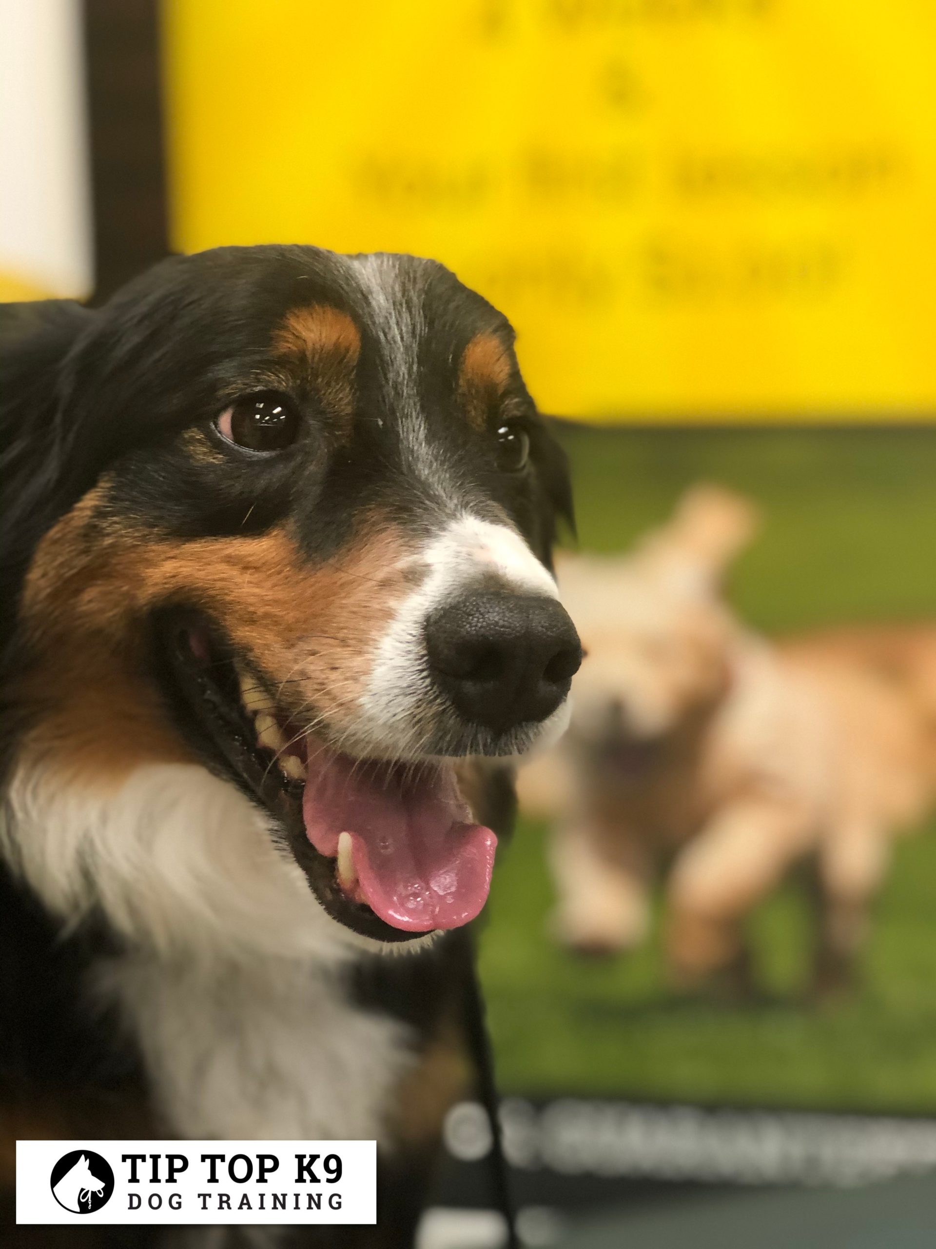 Plano Dog Training Remember 1 Lesson
