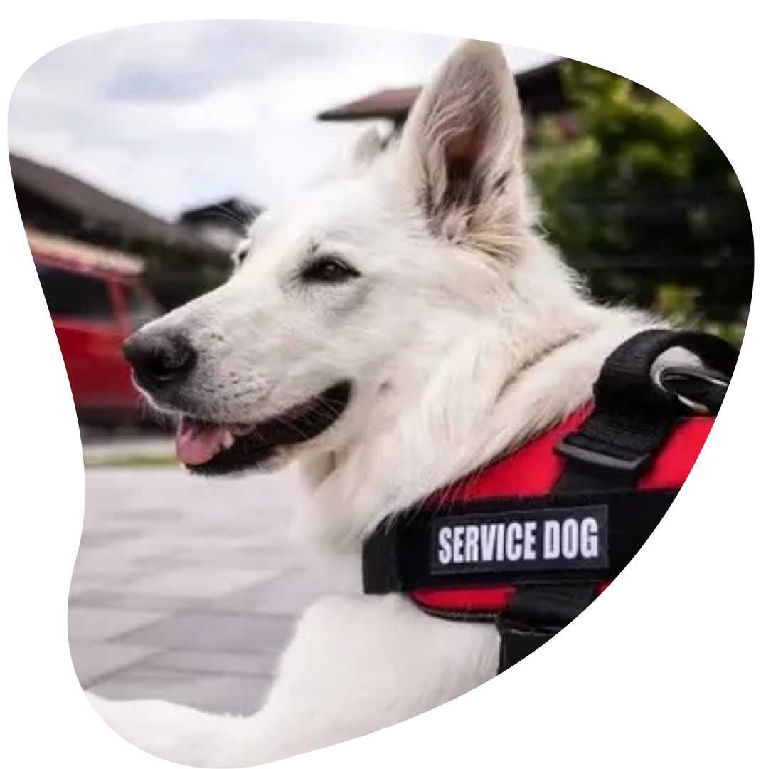 Service Dog Training - Tip Top K9