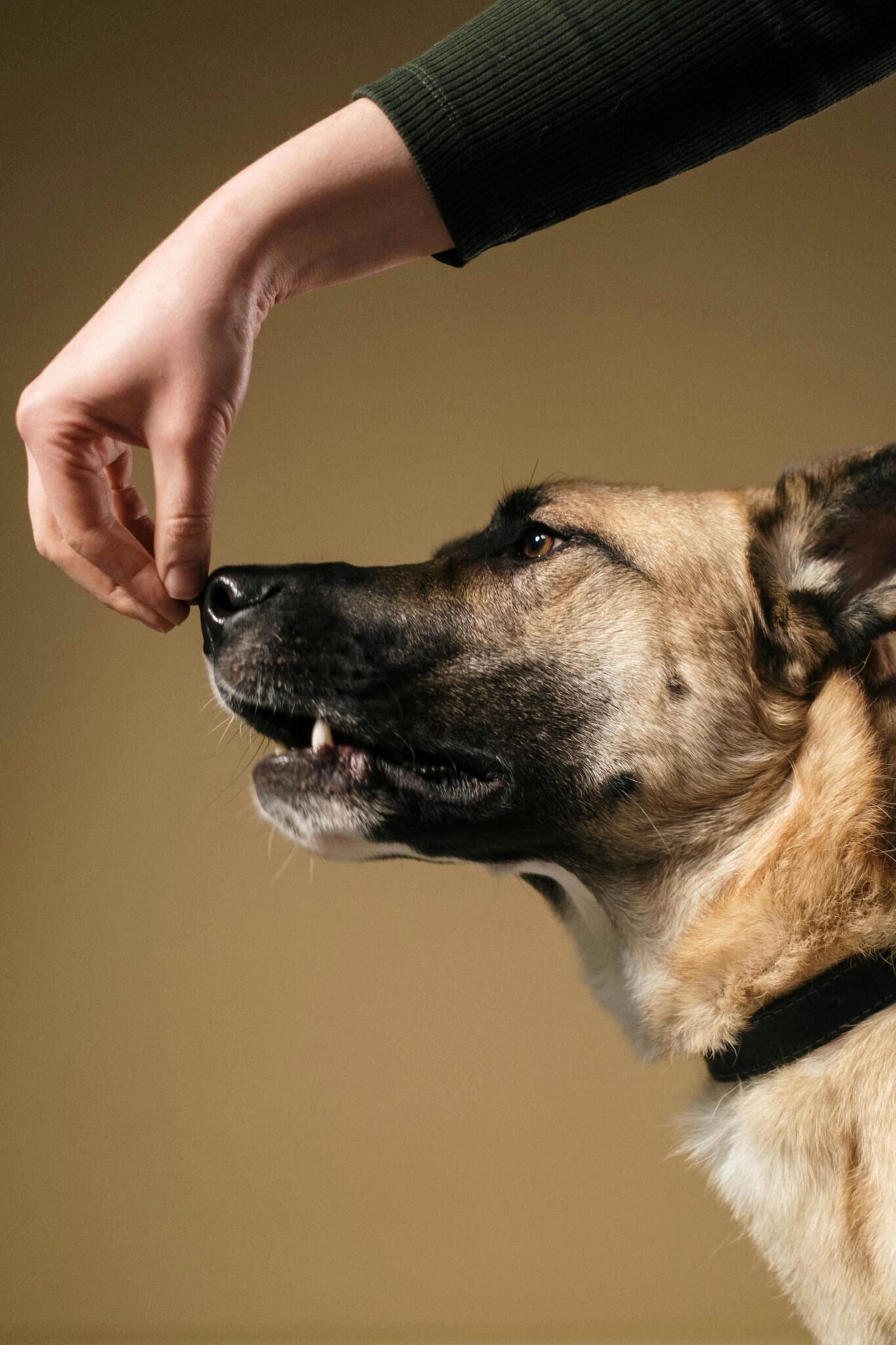 The 3-3-3 Rule for Dog Training: What It Really Means for Your Dog ...